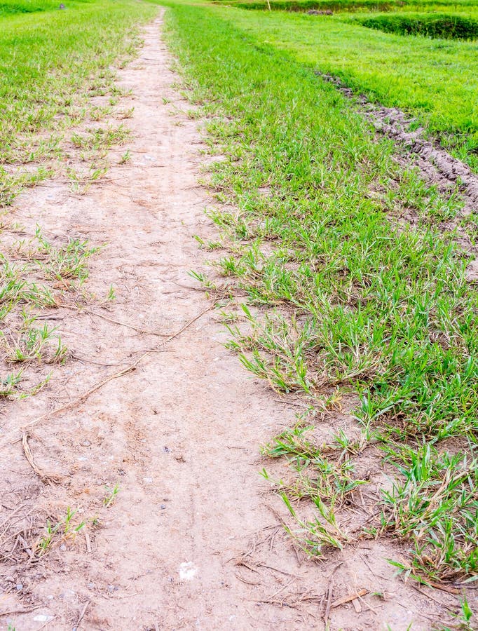 Small road to the field stock photo. Image of park, meadow - 45748404