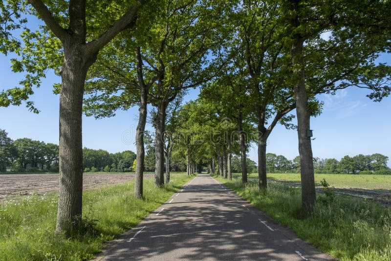 A Small Road between Trees in a Typical Dutch Landscape on a Bright ...