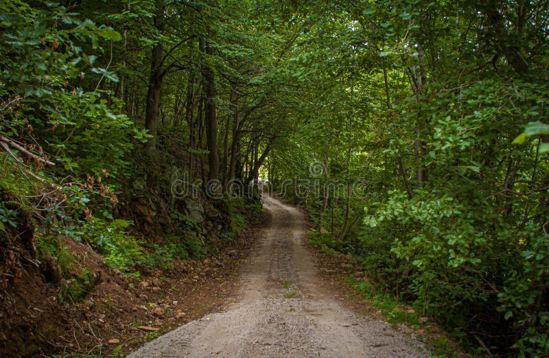 A Small Road through the Woods Stock Image - Image of outdoors, tree ...