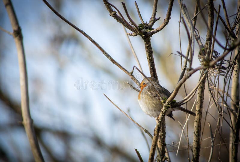 Rounded Robin Font Stock Photos - Free & Royalty-Free Stock Photos from ...