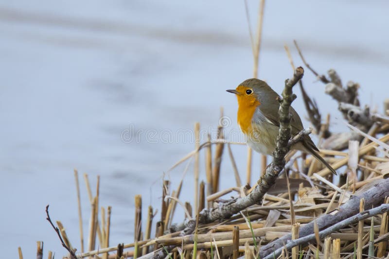 Small Robin Bird Near the Lake Stock Photo - Image of cute, robin ...