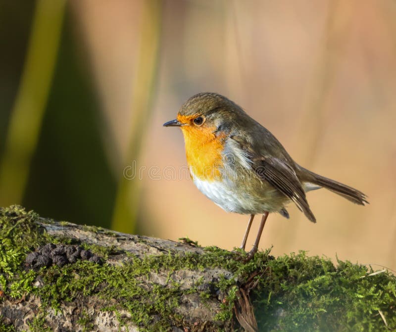 Small Robin Bird Perched on Tree Branch Against Blurred Backdrop Stock ...