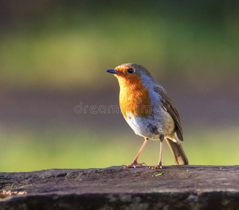 Small Robin Bird Perched on Tree Branch Against Blurred Backdrop Stock ...