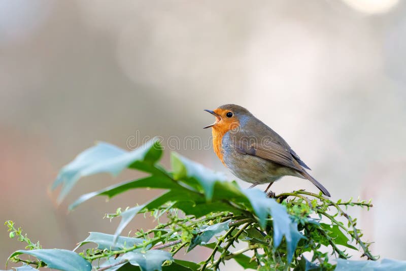 Small Robin Bird Perched on a Tree Branch Illuminated by Golden ...