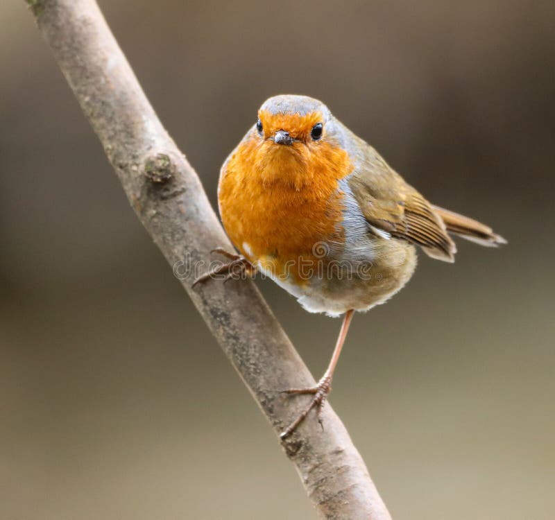 A Small Robin Bird Sitting on a Branch and Looking Away from the Camera ...