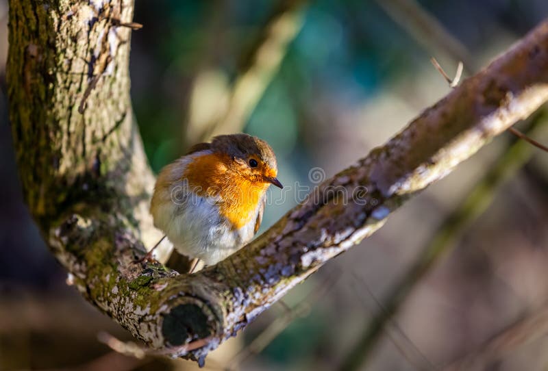 Small Robin bird stock photo. Image of perch, exotic - 48412192