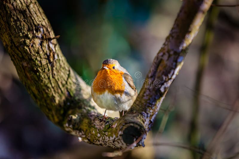 Small Robin bird stock image. Image of brown, reddish - 48412203