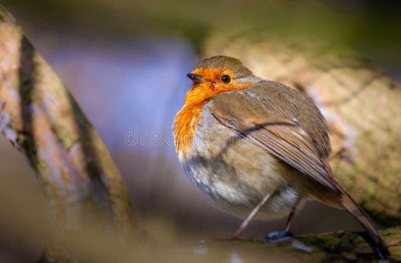 Small Robin bird stock photo. Image of avian, endangered - 48412204