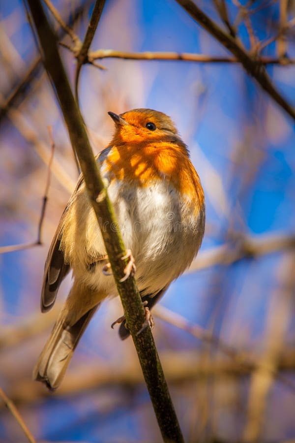 Small Robin bird stock photo. Image of fauna, robin, park - 48412240