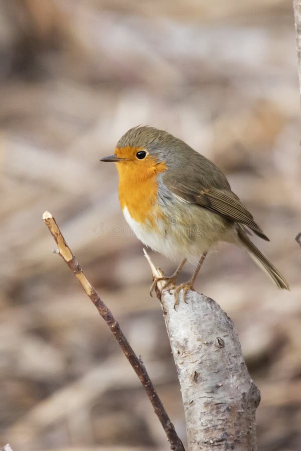 Small Robin Bird on the Tree Branch Stock Photo - Image of robin ...