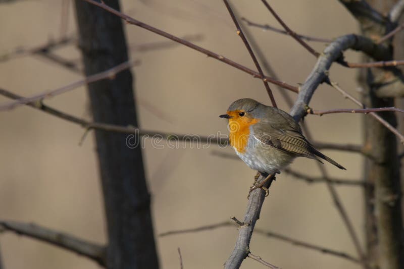 Small Robin Bird on the Tree Branch in Forest in Winter Stock Image ...