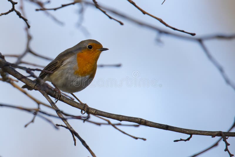 Small Robin Bird on the Tree Branch in Forest in Winter Stock Photo ...