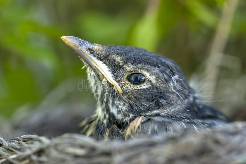 Small robin in nest. stock photo. Image of nestling, feather - 92373620