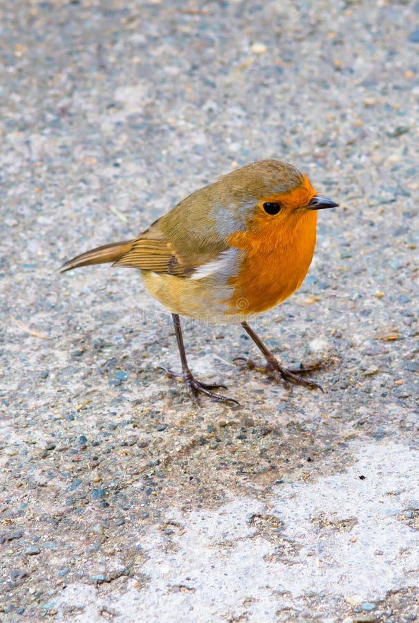 Small Robin stock image. Image of nature, cute, wildlife - 64603153