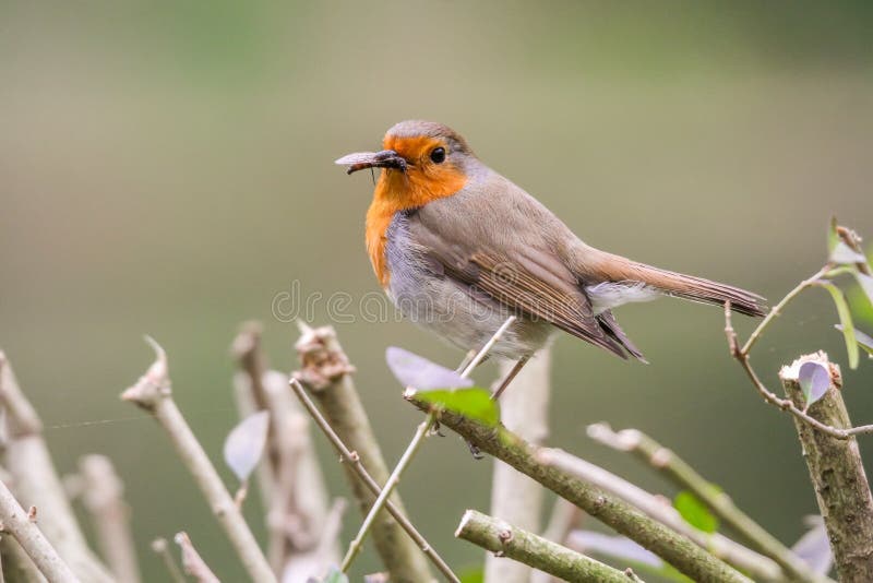 Small Robin Perched Atop a Thin Tree Branch in an Outdoor Setting Stock ...
