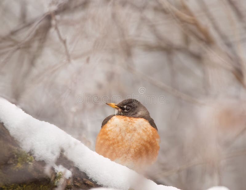 Small Robin Perched on a Bare Branch Silhouetted Against a Breathtaking ...