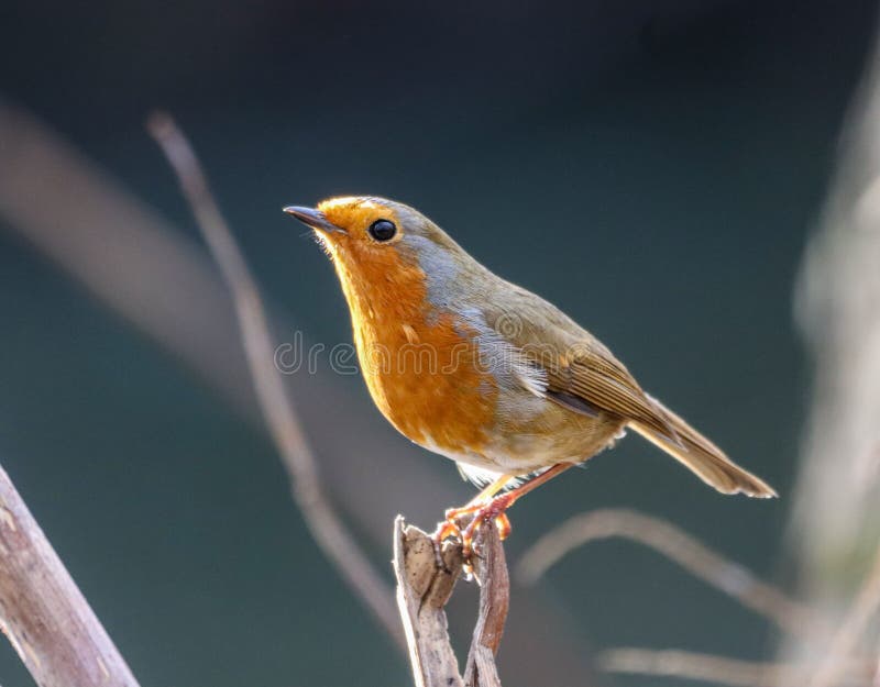 Small Robin Perched on a Bare Tree Branch Stock Photo - Image of wild ...