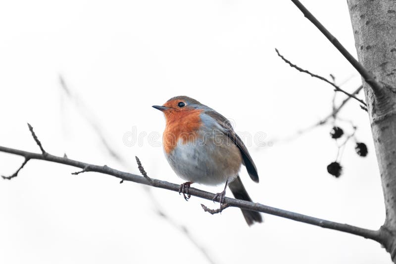 Small Robin Perched on a Bare Tree Branch, Gazing Back Intently Stock ...