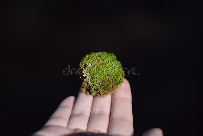 Small rock of moss stock photo. Image of small, green - 167749002