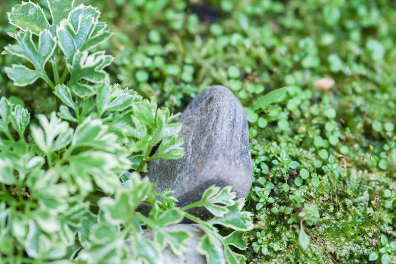 Small rock with moss stock photo. Image of brook, beautiful - 65653512