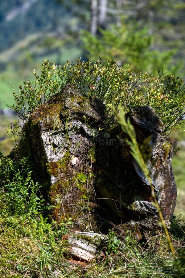 Small rock with plants stock image. Image of small, grass - 343212361