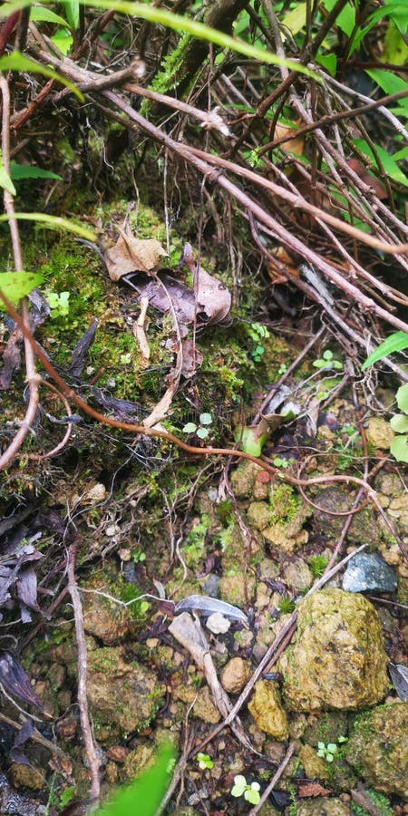 Small Rocks Arranged Irregularly Forest Stock Photos - Free & Royalty ...