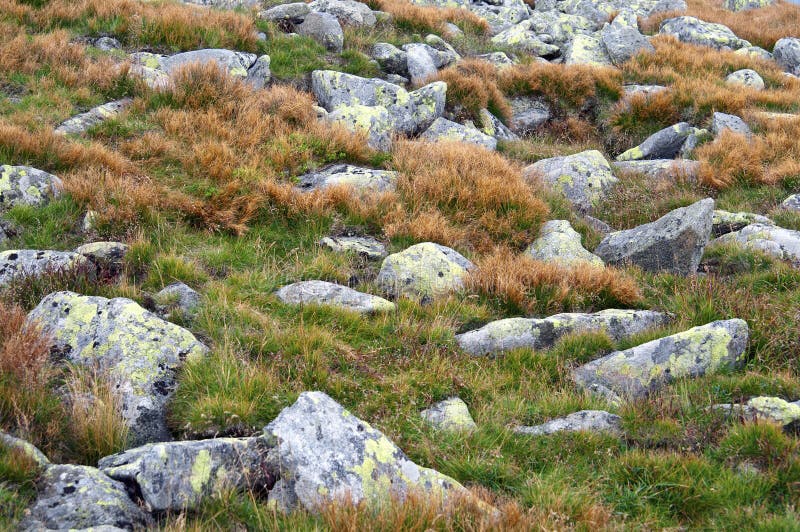 Small rocks and grass stock photo. Image of environment - 72857602