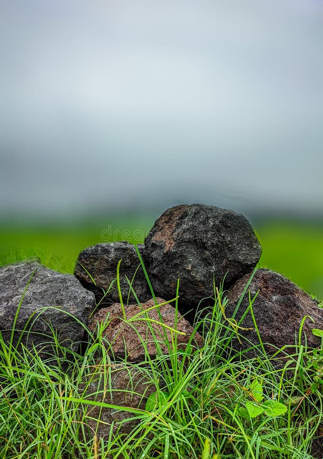 Small Rocks between the Wild Grasses that Grow in the Rice Fields Stock ...