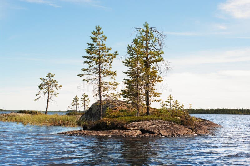 Island on Lake with Small Pine Trees Stock Image - Image of rows ...