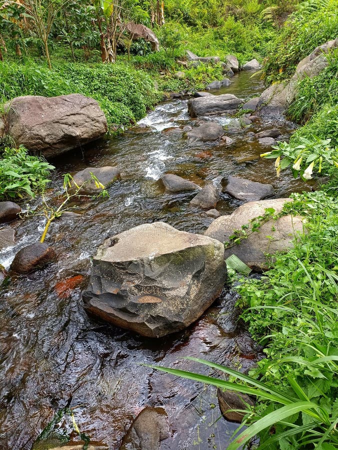 A Small, Rocky Stream Flows through a Lush Green Forest. Stock Photo ...