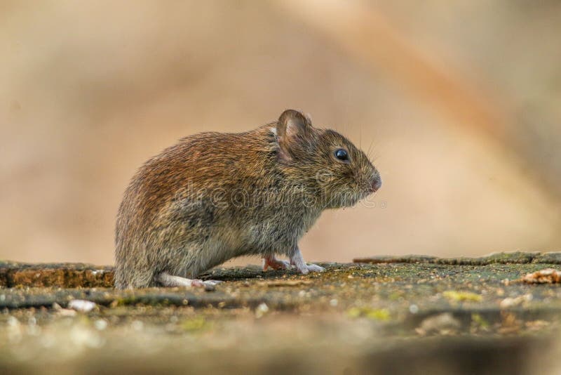 Small Rodent (Bank Vole) Perched on a Moss Scours the Rocky Surface ...