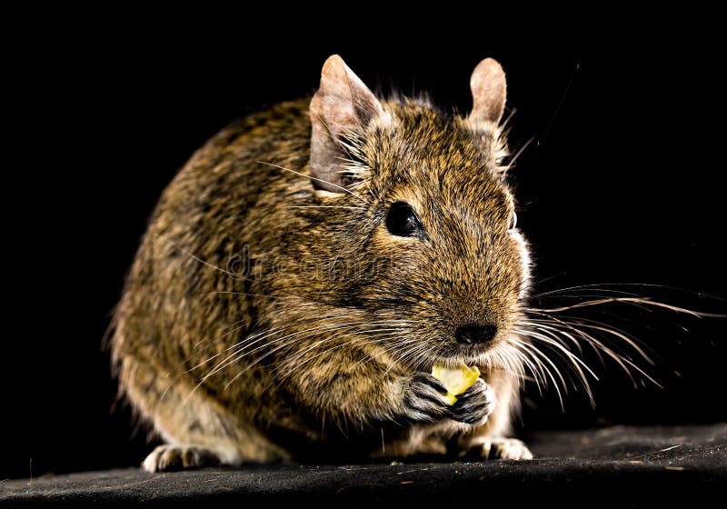 Small rodent chewing food stock image. Image of nature - 47540513