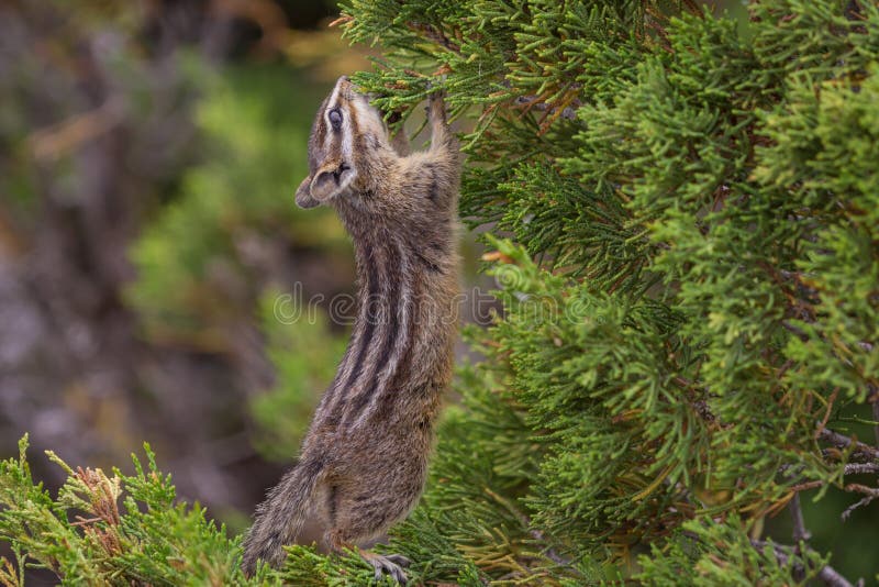 Small rodent stock image. Image of rodent, feeding, discover - 44617657