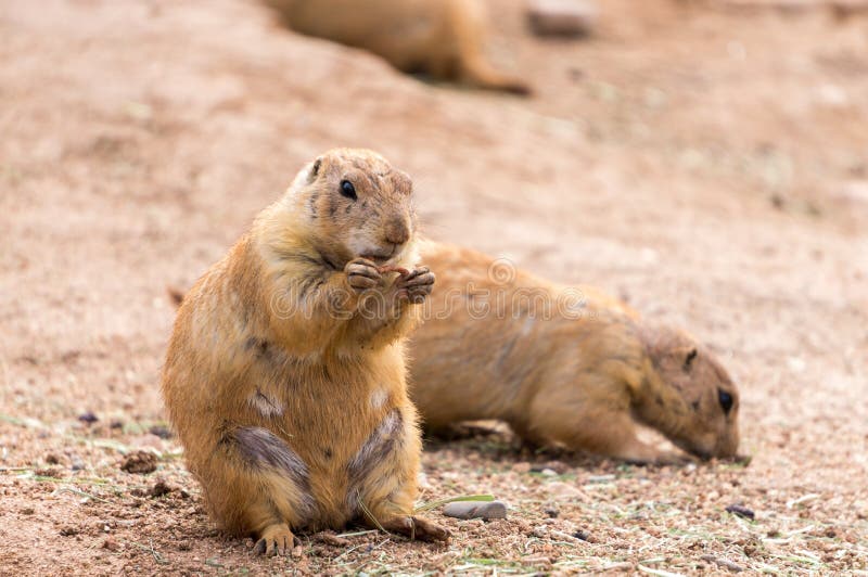 Rodent Eating Cooked Chicken Stock Image - Image of white, looking ...