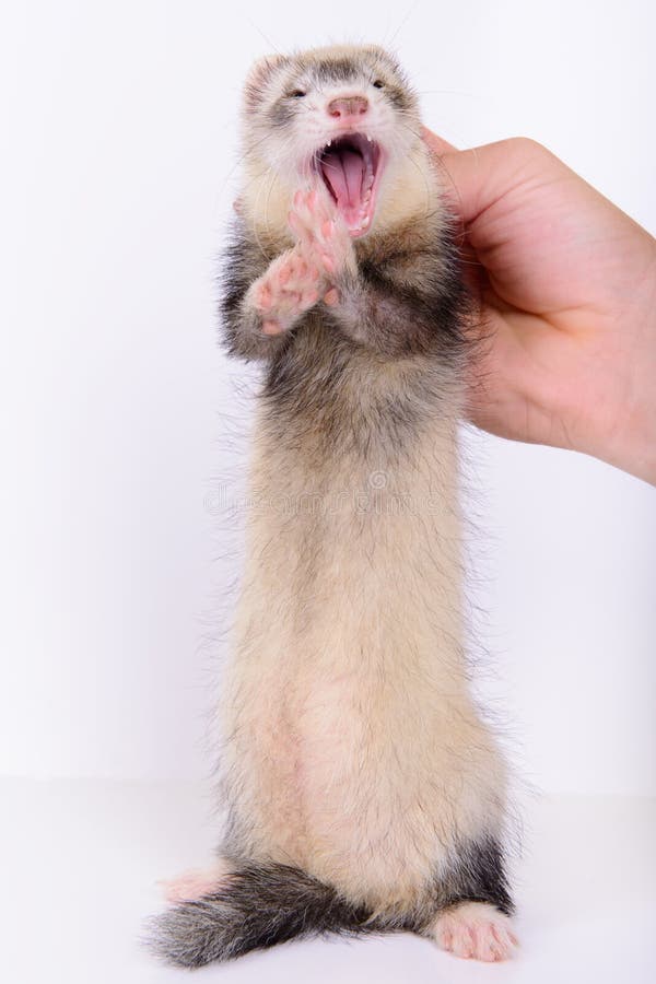 Small rodent ferret stock image. Image of predator, polecat - 32094831