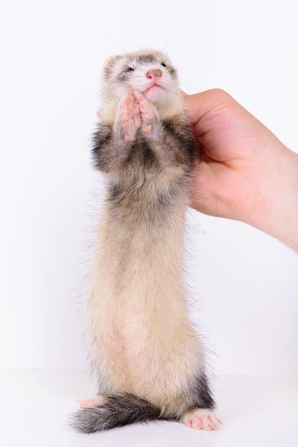 Small rodent ferret stock image. Image of predator, polecat - 32094831