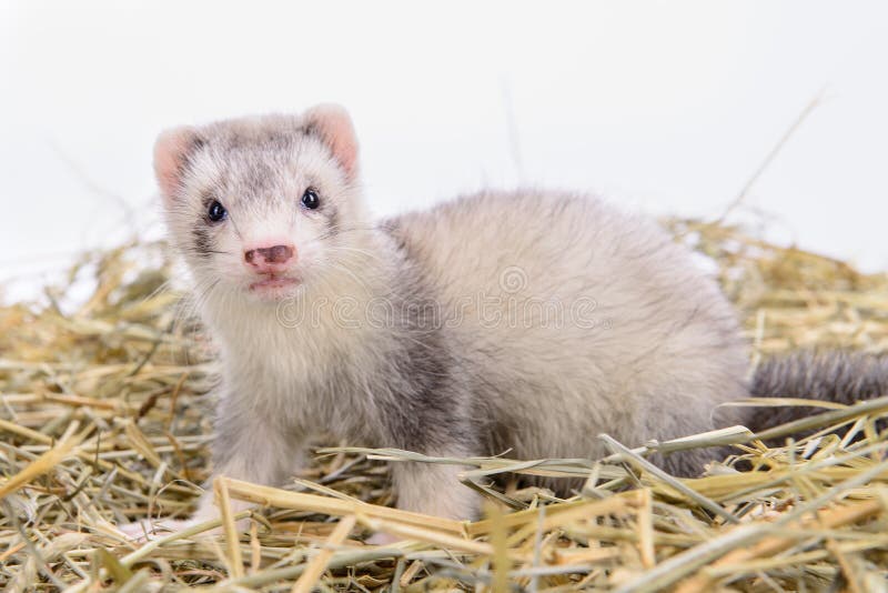 Small rodent ferret stock image. Image of predator, polecat - 32094831