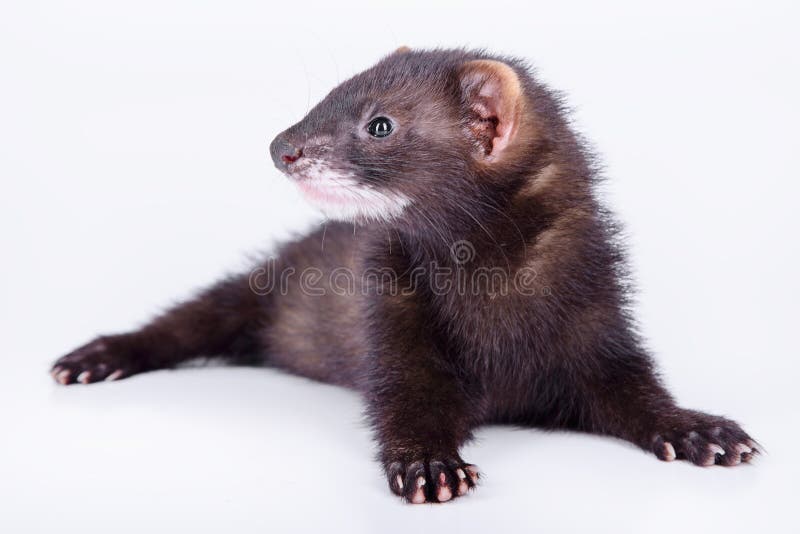 Small rodent ferret stock image. Image of predator, polecat - 32094831