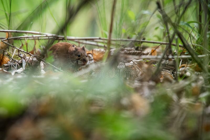 Small Rodent in the Grass, the Common Vole Stock Photo - Image of ...