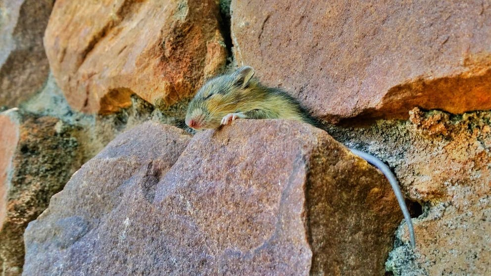 Small Rodent Laying on a Hot Rock Stock Photo - Image of rock, nature ...