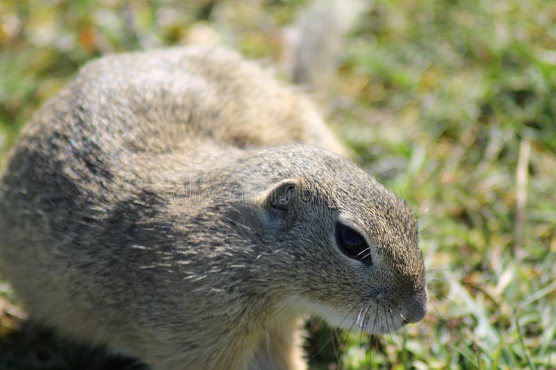 Rodent Resembling a Gopher on Grass Stock Image - Image of field ...