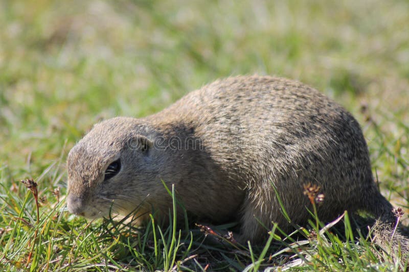Rodent Resembling a Gopher on Grass Stock Photo - Image of rural, cute ...
