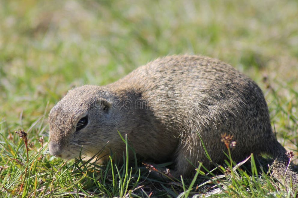 Rodent Resembling a Gopher on Grass Stock Photo - Image of rural, cute ...