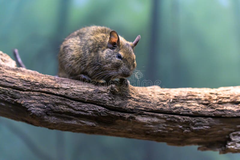 A Small Rodent, Sitting on a Branch Stock Photo - Image of banxrings ...