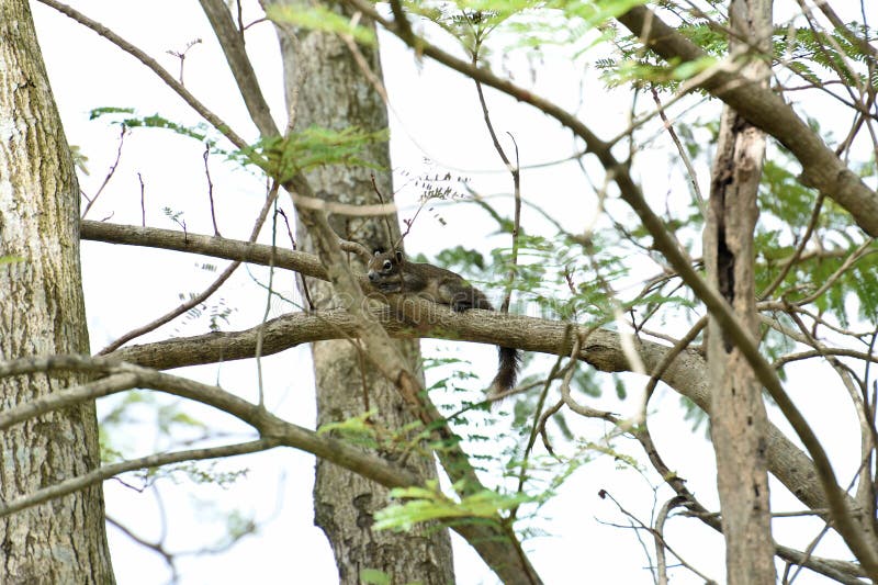 Squirrel stock photo. Image of animal, slender, rodent - 245518132