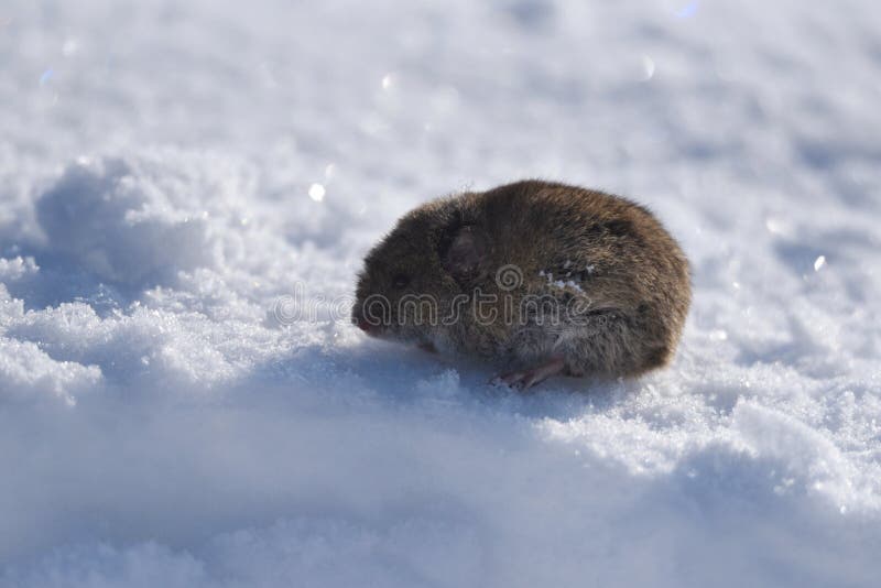 Small rodent stock image. Image of rodent, snow, wildlife - 111773657