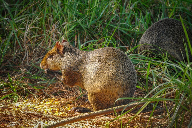 Small rodent stock photo. Image of fauna, dasyprocta - 72258168