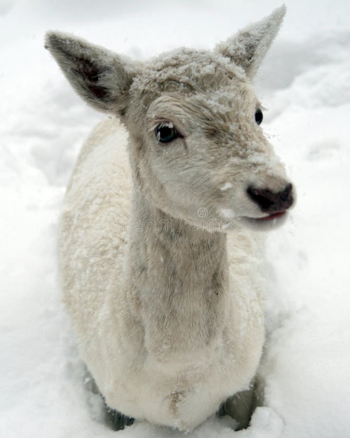 White roe deer stock photo. Image of tree, single, mammal - 12113452