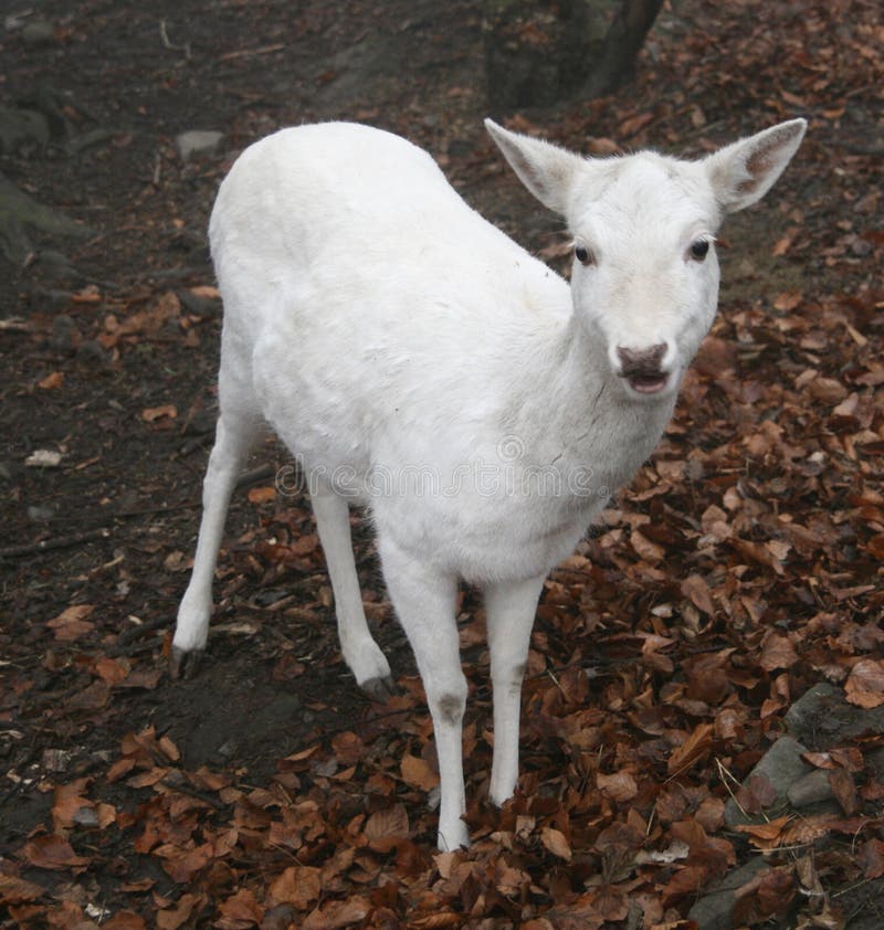 White roe deer stock photo. Image of tree, single, mammal - 12113452