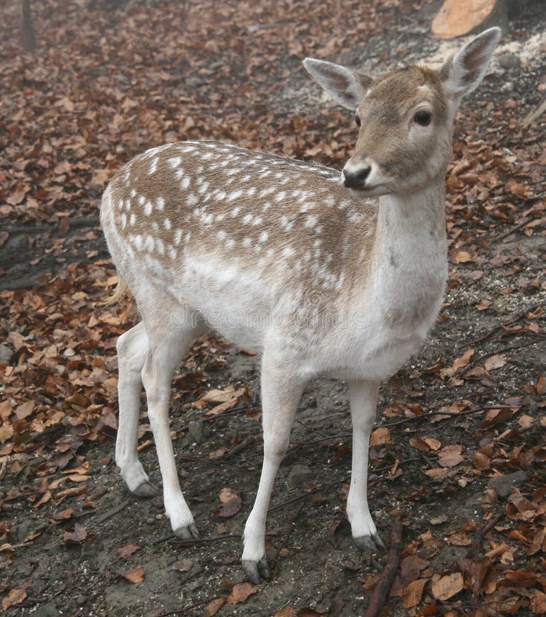 Roe deer stock photo. Image of animal, cute, leaves, care - 12113428